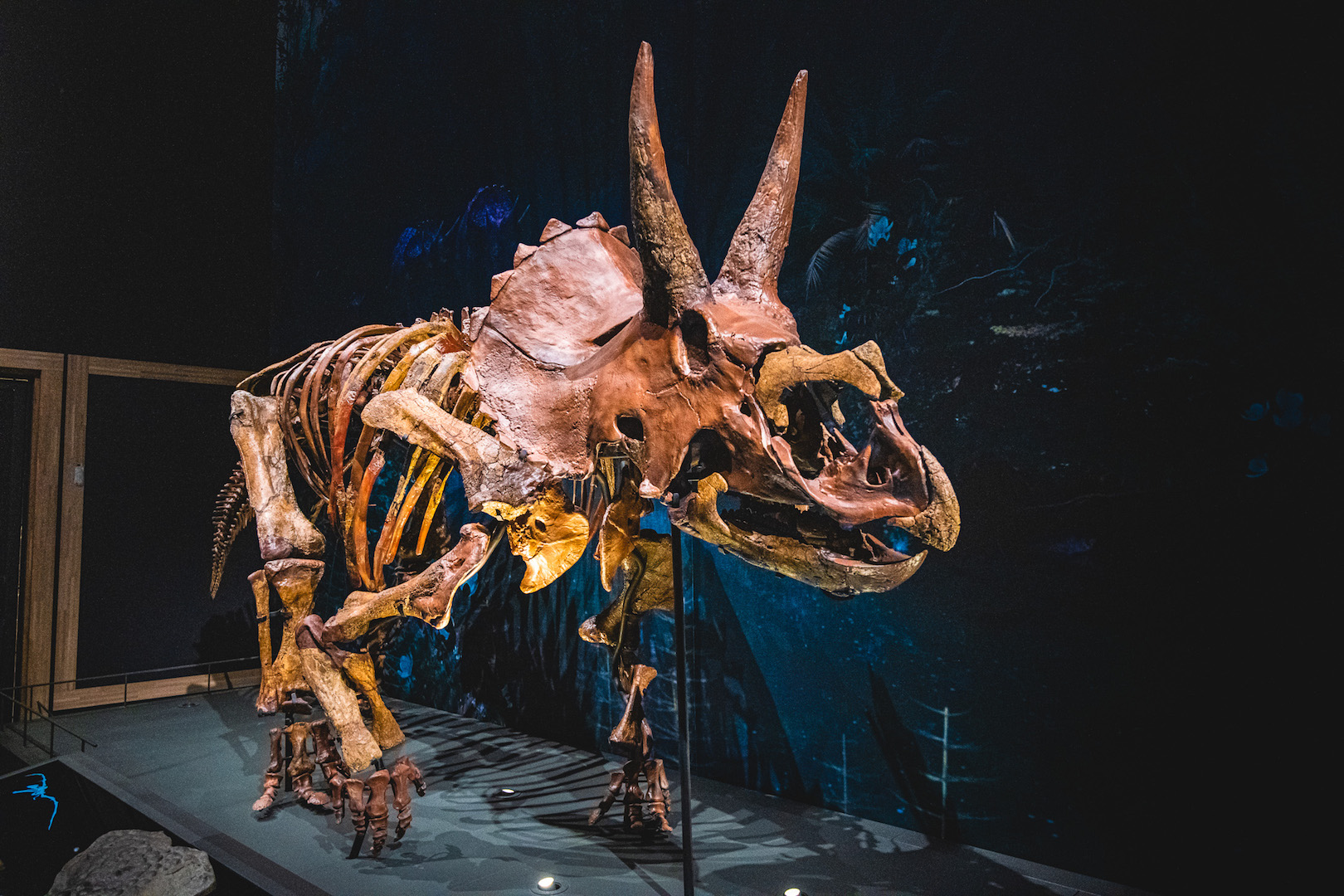 Naturalis In Leiden Europe S Best Museum Of 2021